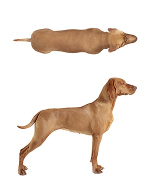 Helpful Resources - Tanji River Goldens